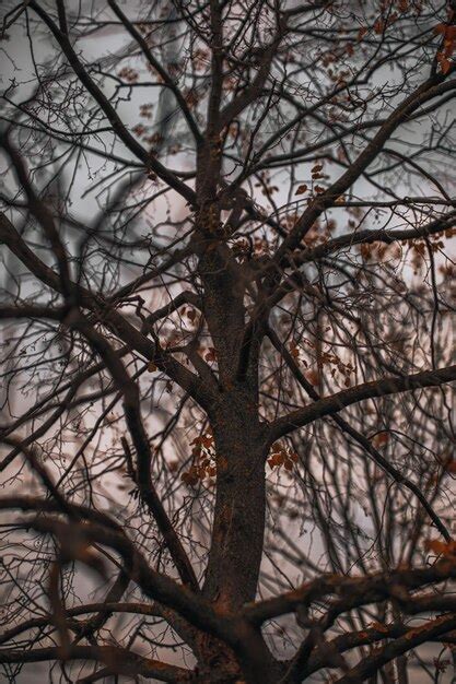 Page Naked Fall Tree Images Free Download On Freepik