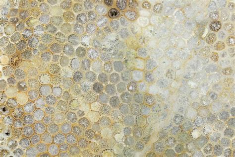 10 3 Polished Fossil Coral Slab Indonesia 121887 For Sale