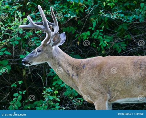 Beautiful Isolated Photo Of A Wild Male Deer With The Horns Near The