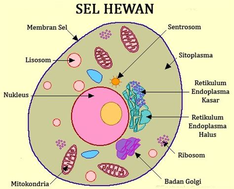 Gambar Sel Hewan Dan Fungsinya