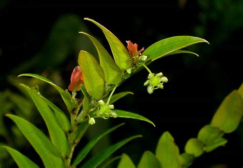 Phyllanthus Lancifolius Phyllanthaceae