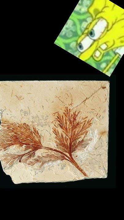 Pseudofossil Youtube Pseudofossil Youtube