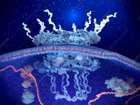 Nuclear Pore Complex Illustration Stock Image F0451830 Science