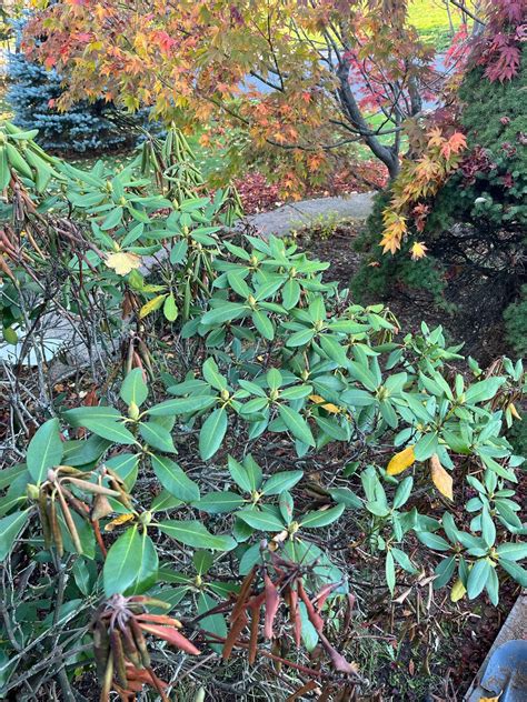 Central Texas R Fossilid