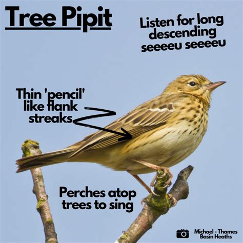 Tree Pipit Thames Basin Heaths