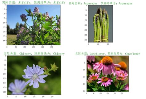 基于卷积神经网络的野外可食用植物分类系统基于卷积神经网络植物分类 Csdn博客