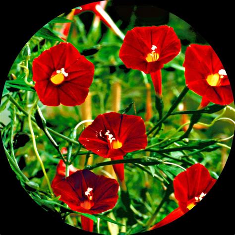 Shop Buy Ipomoea Horsfalliae Scarlet Flower Plant Exotic