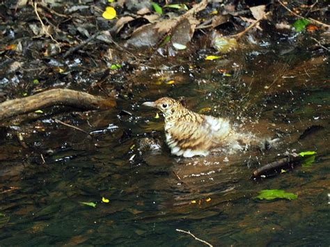水浴び鳥 4 散歩道で 1