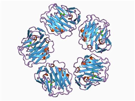 Crp C Reaktivt Protein Lex
