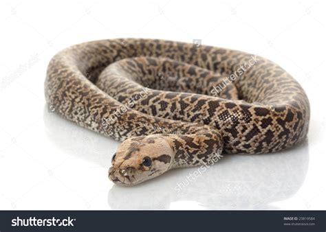 Python Molurus Clipart 20 Free Cliparts Download Images On Clipground 2025
