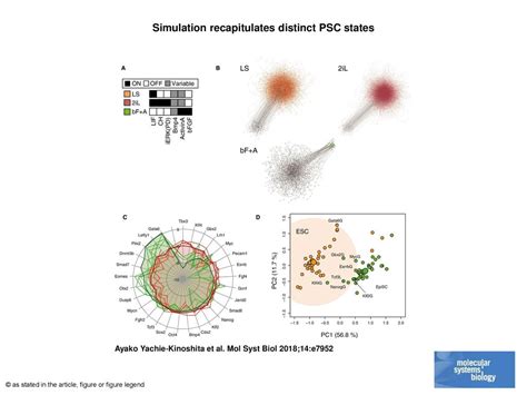 Simulation Recapitulates Distinct Psc States Ppt Download