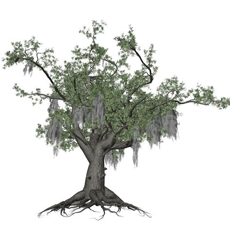 Live Oak Tree 05 3d Model By Antoniokowatsch