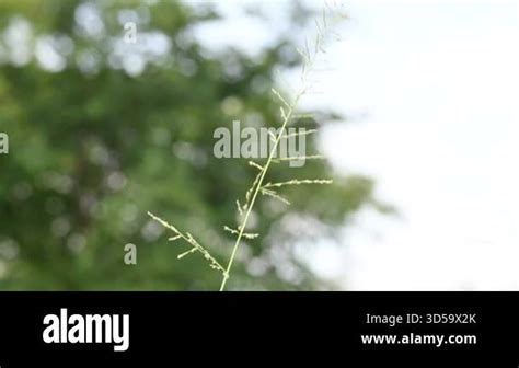 Sporobolus Pyramidalis Grass Itis A Species Of Grass Native To Africa And Yemen But It Is One