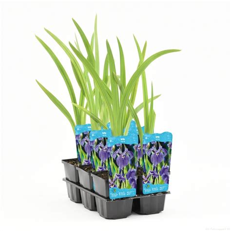 Iris Setosa — Plant Wholesale Floraccess