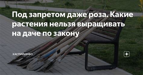 Под запретом даже роза Какие растения нельзя выращивать на даче по закону КаспийИнфо Дзен