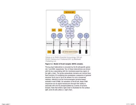Roitt Chapter 4membrane Receptors For Antigen Pptx