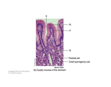 Fundic Mucosa Of The Stomach Quiz