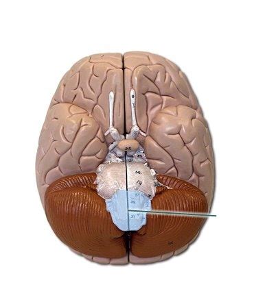 A P Brain And Cranial Nerves Flashcards Quizlet