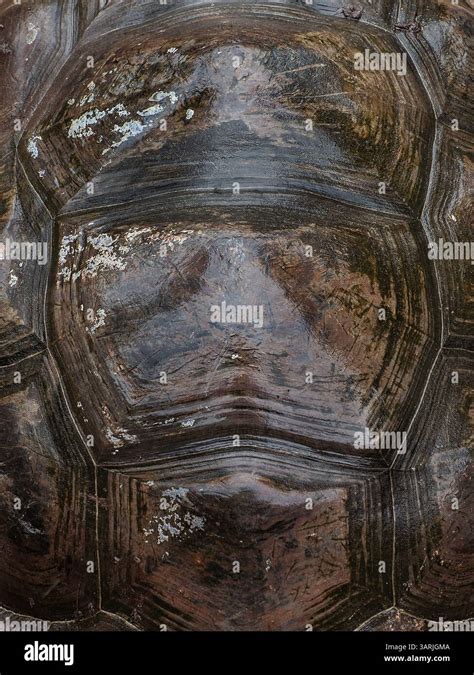 Close Up View Of The Shell Texture Of The Seychelles Turtle Aldabrachelys Gigantea Aldabra