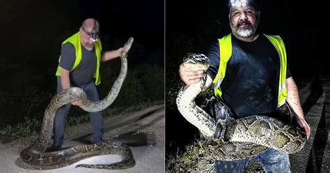 The Largest Python Ever Captured In Floridas Everglades Animals