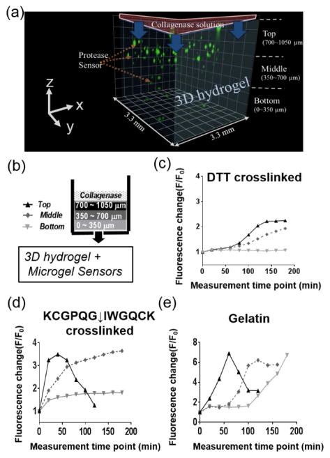 Synthesis Of Microgel Sensors For Spatial And Temporal Monitoring Of Protease Activity