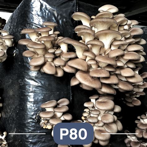 Soko Ge სოკოს მოყვანა მოვლა გამწოვი მილი კალმახა სოკოს სათბურში Facebook