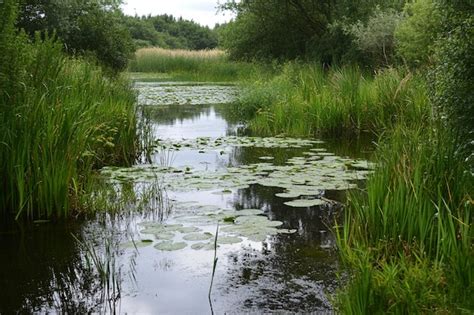 Investigating The Fragmentation Of Wetland Habitat Generative Ai Premium Ai Generated Image