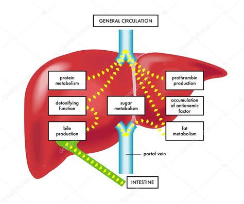 Liver Functions Illustration — Stock Vector © Rob3000 163926828