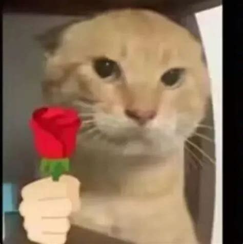 可爱猫咪手持红玫瑰，表情呆萌超有趣 可爱猫meme耄耋猫表情包大合集表情包图片动图 求表情网斗图从此不求人