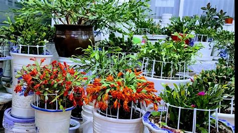 실내에서 원종 오렌지 게발선인장 꽃이 드디어 활짝 피였답니다 오늘은 최고의 날이네요 ~~ Youtube