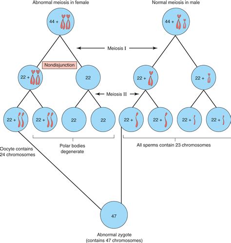 Human Birth Defects Clinical Tree