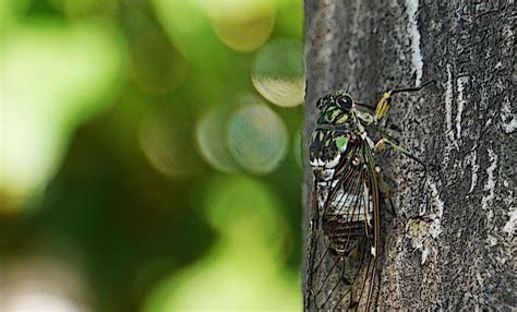 Cicada Matsuo Basho Haiku