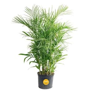Bamboo Indoor Plants The Home Depot