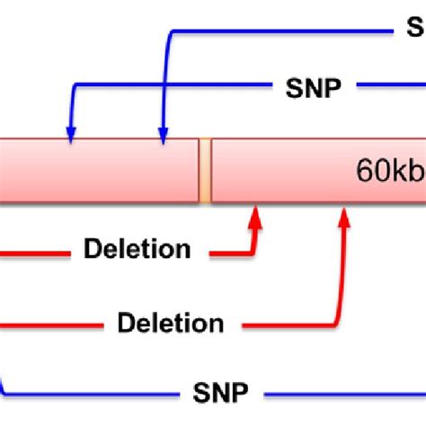 The Sequence Of Bacterial Artificial Chromosome Bac Clone Including Download Scientific