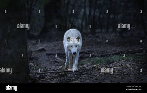 A Lone Northwestern Wolf Canis Lupus Occidentalis Walks Among Trees