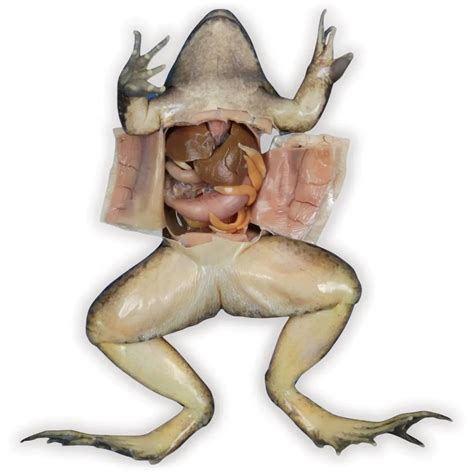 Frog Dissection Biokit® Carolina Biological Supply