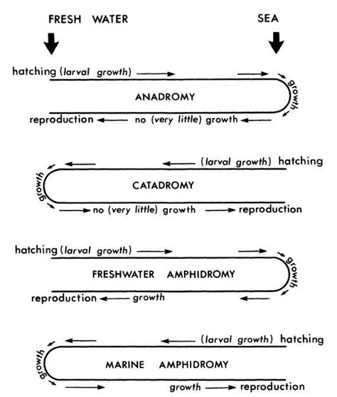 2 Conceptual Diagram Of The Variations In Diadromous Migrations