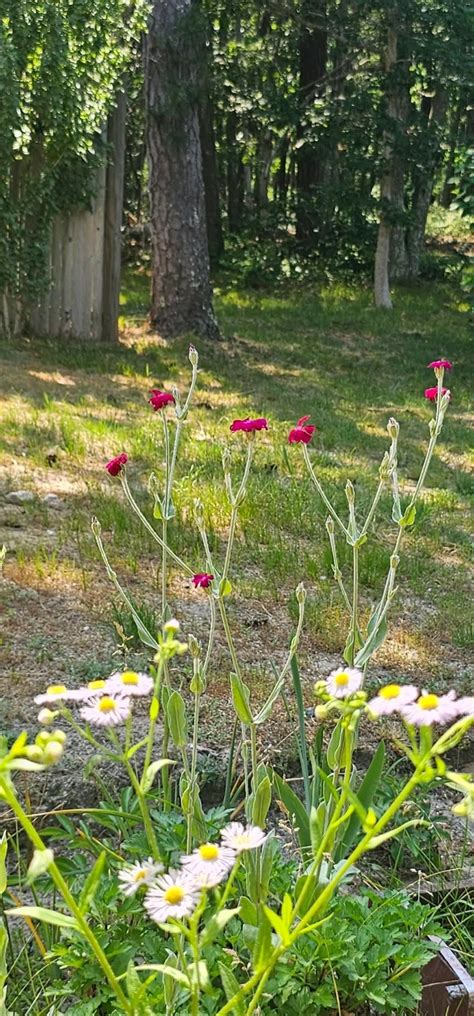 Please What Are These Flowers Rflowers