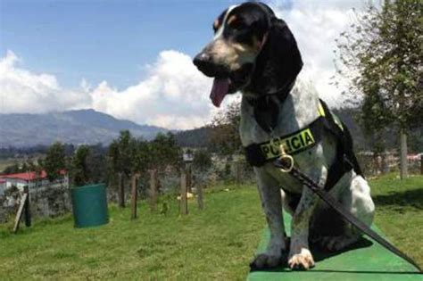 La Historia Del Perro De Alias ‘otoniel Que Ayudó A Su Captura Infobae