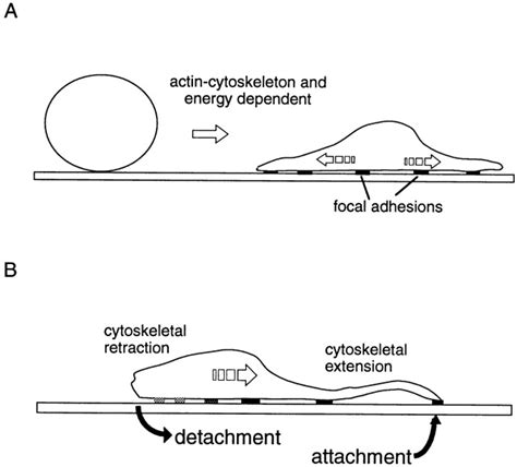 Cell Adhesion The Molecular Basis Of Tissue Architecture And Morphogenesis Cell