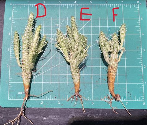 Sale 1 Euphorbia Lactea Euphorbia Squarrosa Edithcolea Grandis