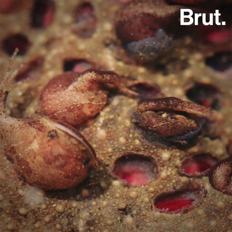 How Is The Common Suriname Toad Born This Is One Of The Weirdest