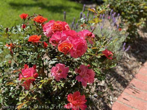 Disneyland Rose Micechat