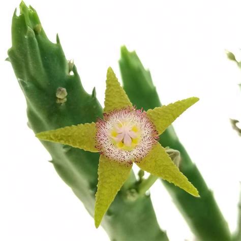 Stapelia flavopurpurea 8,5 cm. | Asclepiadaceae - Giromagi vendita ...