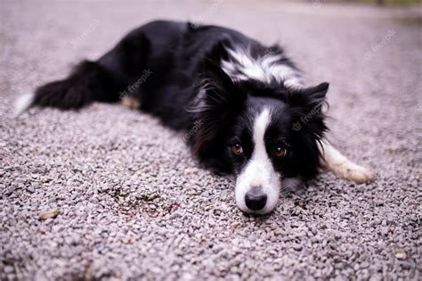 자갈 위에 누워 있는 보더 콜리 개 프리미엄 사진