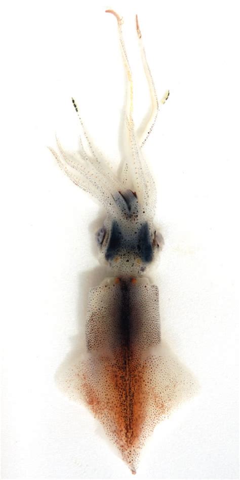 The Worlds Most Incredible Bioluminescent Creatures