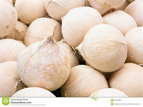 Coco Blanco Dulce Joven Foto De Archivo Imagen De Maduro 23726202