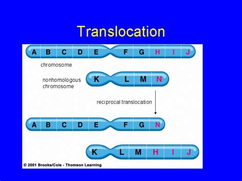 Translocation Mutation