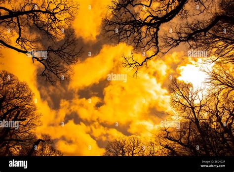 Tree Silhouette With An Orange Cloudy Sky Stock Photo Alamy