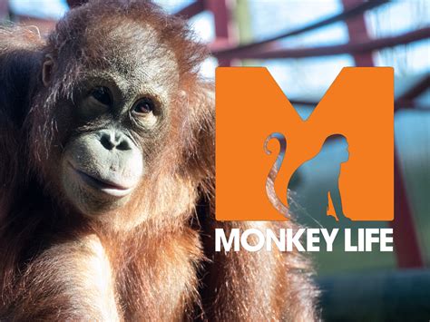 Prime Video Monkey Life